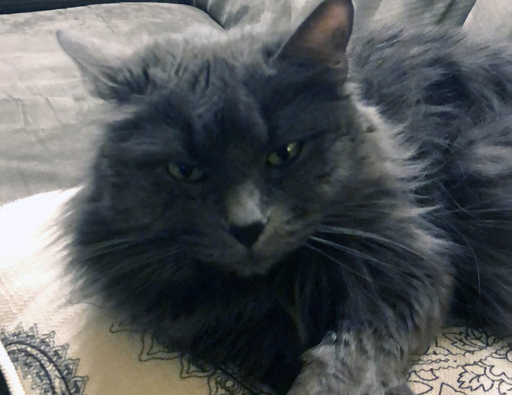 Pet Instagrams: Grace Makes Her Debut On Fox 4 Evening News » Family ...